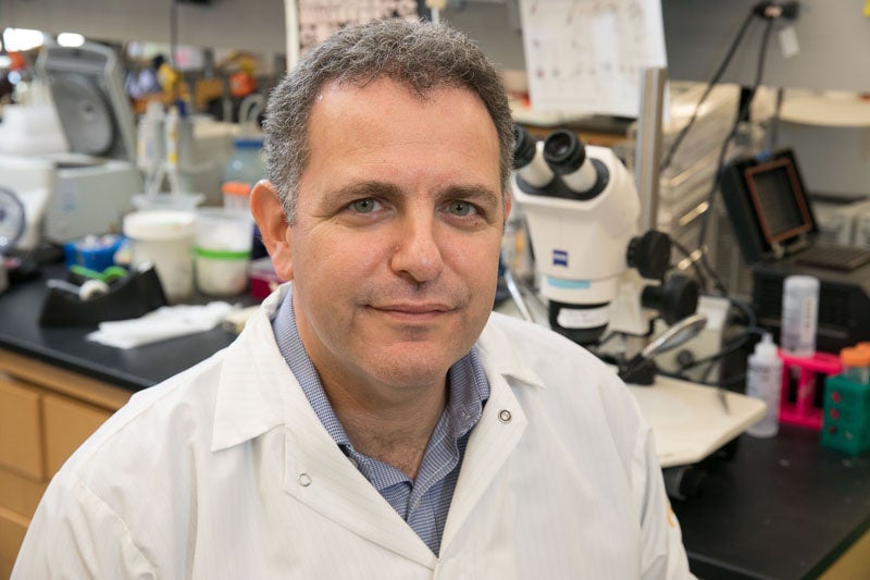 UCLA stem cell scientists go out on a limb for motor neuron disease