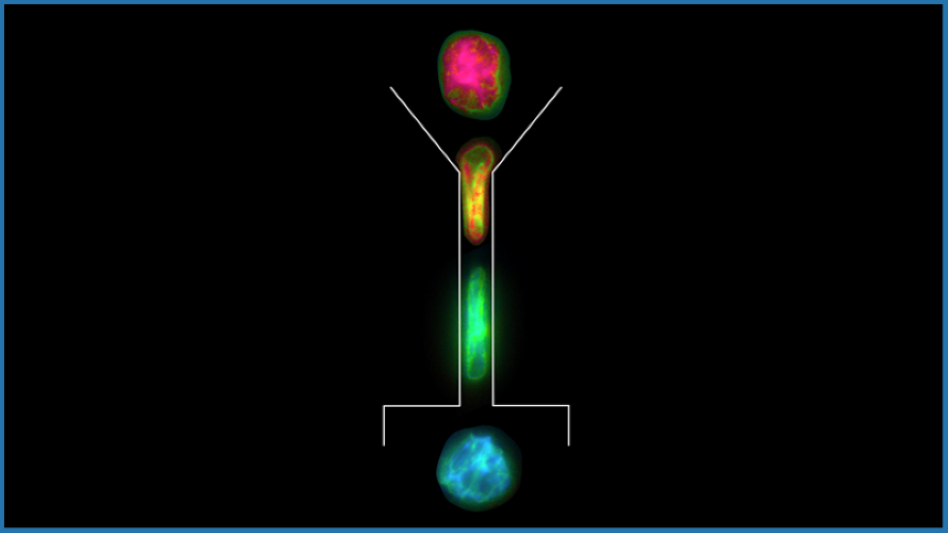 UCLA-led team induces cell reprogramming process with mechanical squeeze