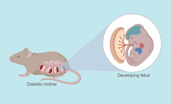 UCLA researchers lay groundwork to study effects of maternal diabetes ...